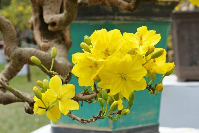 Cách chăm sóc cây mai trước Tết để hoa nở đẹp đúng dịp