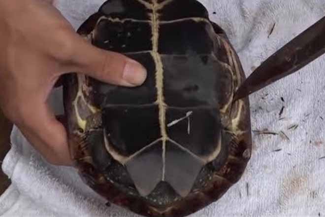 Cách làm thịt rùa và những món ăn dễ chế biến từ thịt rùa