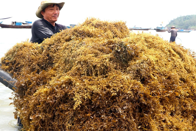 Các loại rong biển ngon tốt cho sức khỏe nên dùng thường xuyên