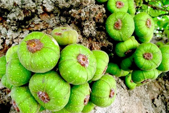 Trái vả - Nguyên liệu nấu các món ăn độc lạ mang đến giá trị sức khỏe ...