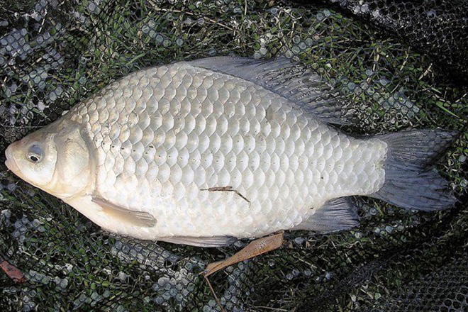 Cá diếc là gì? Gợi ý những món ăn ngon từ cá diếc bình dị nhưng cực ấm ...