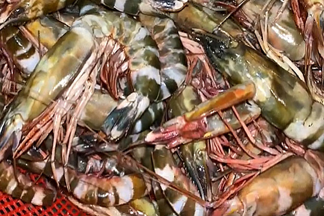 Tôm sắt là tôm gì, ăn ngon không, chế biến món nào dễ dùng nhất?